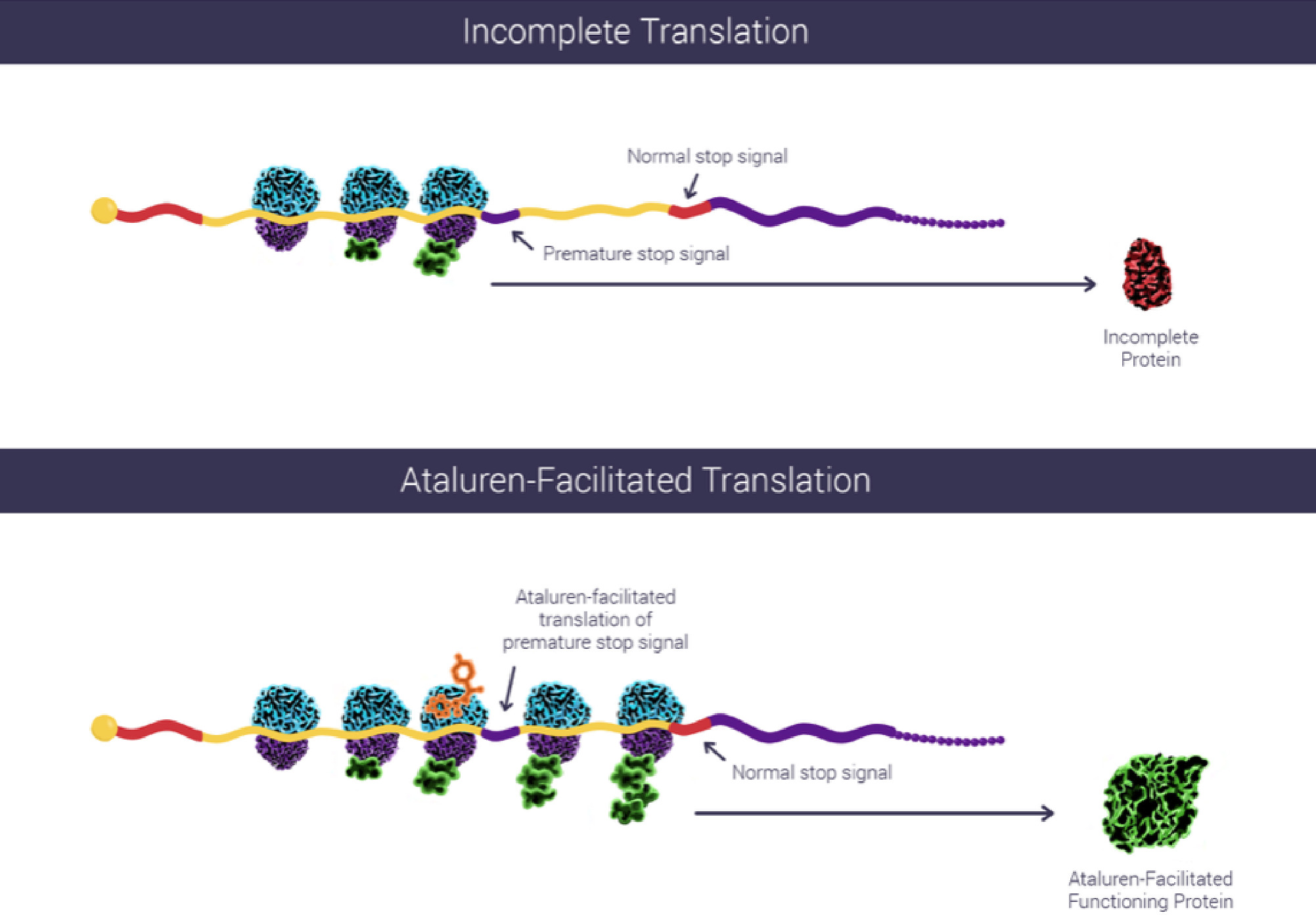 Voorwaardelijke toelating tot basispakket voor Translarna bij Duchenne ...